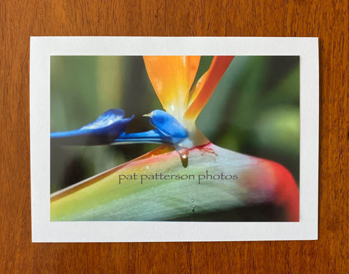 Bird in a bird – Pat Patterson Creatives