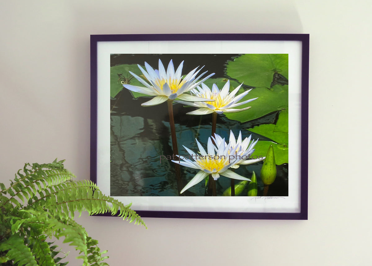 Lotus White – Pat Patterson Creatives