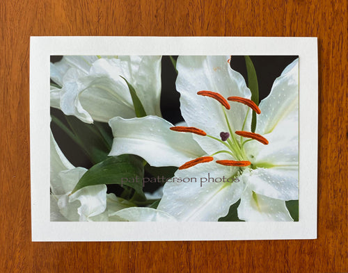 Casablanca Lily – Pat Patterson Creatives